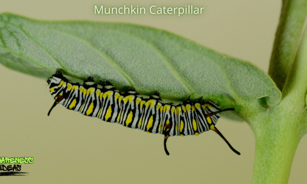 Munchkin Caterpillar: A Little Creature with Big Charm - Awarenessideas.com